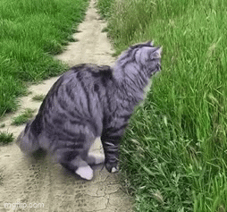 Cat posing and hopping - Imgflip