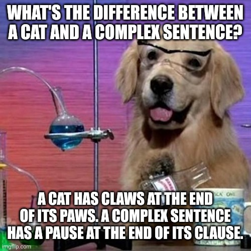 I Have No Idea What I Am Doing Dog Meme - Imgflip