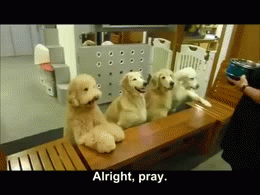 Dogs Pray before eating - Imgflip