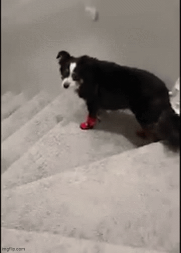 Down the Stairs I Go - Imgflip