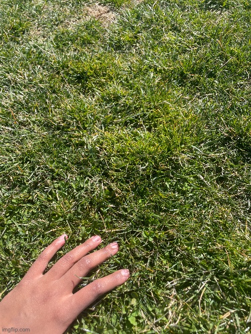 GRASS!1!1!1!1! :D - Imgflip