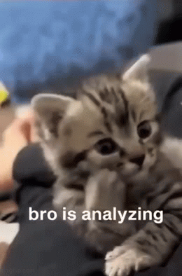 cat analyzing - Imgflip