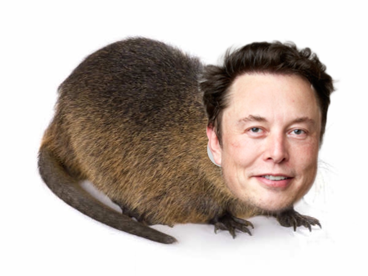 Elon Muskrat Blank Template - Imgflip