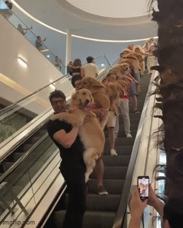 Image tagged in gifs,dogs - Imgflip