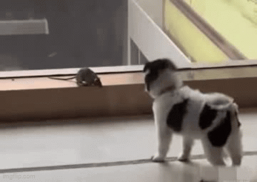 Jumping Rat Scares Dog ! - Imgflip