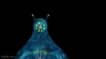 Imgflip