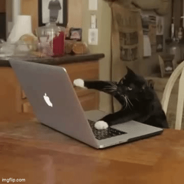 Furiously Typing Cat (improved gif) - Imgflip