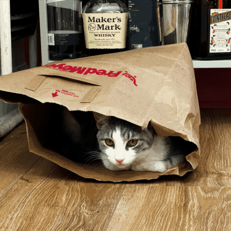 Cat in the Bag Blank Template - Imgflip
