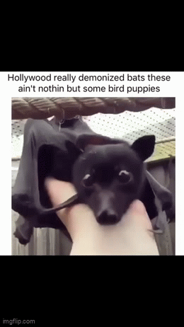 Bats are cute - Imgflip