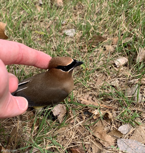 Little doofus - Imgflip