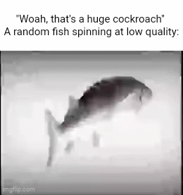 Spinning Fish - Imgflip