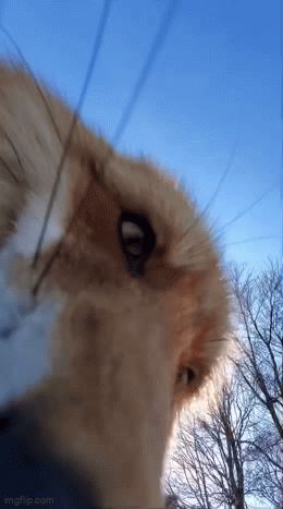 pov: this fox - Imgflip