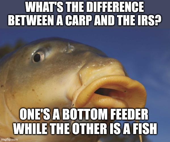 Carp - Imgflip
