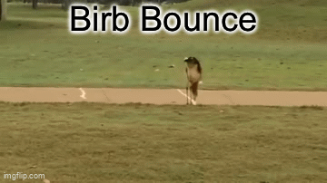 Birb Bounce - Imgflip