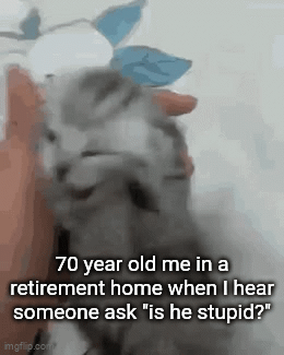 insane cat - Imgflip