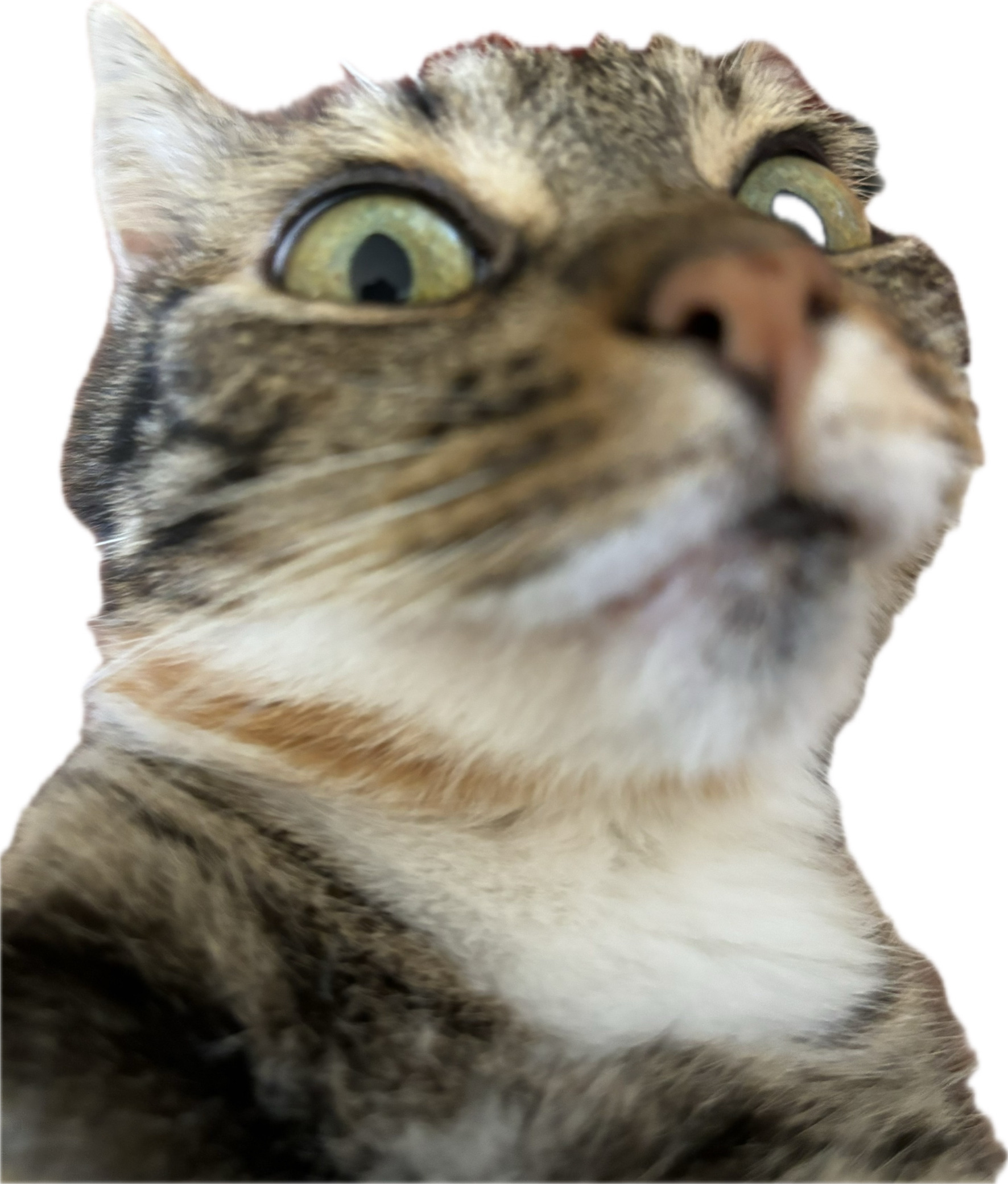 Mitzi Blank Template - Imgflip