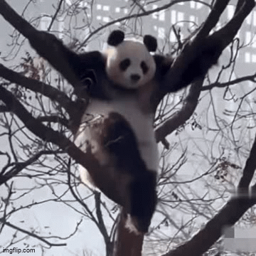 Is This 'Bored Panda' ? - Imgflip