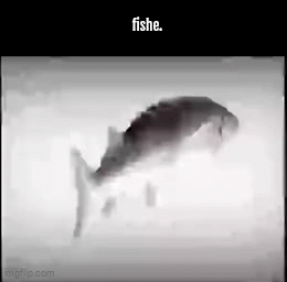 fishe. - Imgflip