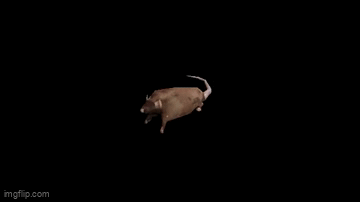 low quality spinning rat - Imgflip