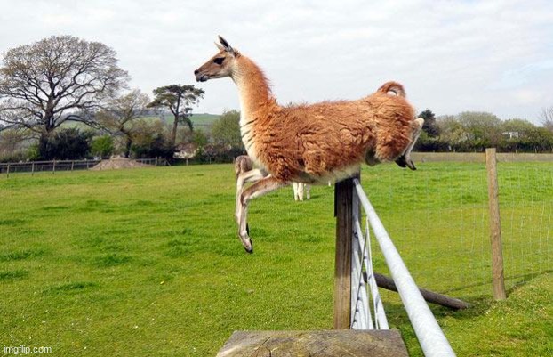 No drama llama - Imgflip