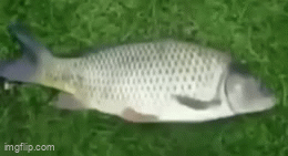Animated GIF - Imgflip