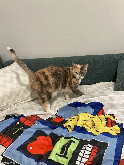 My kitty cat - Imgflip