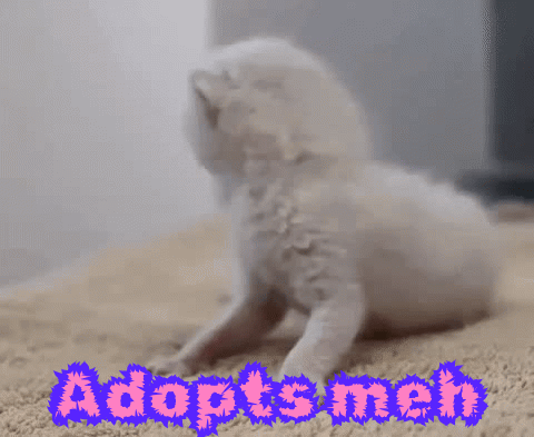 Adopts Meh - Imgflip