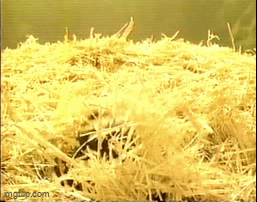 Animated GIF - Imgflip