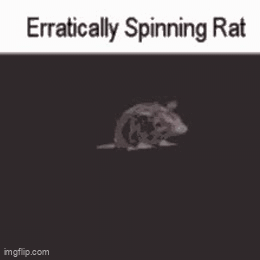 Erratically spinning rat - Imgflip