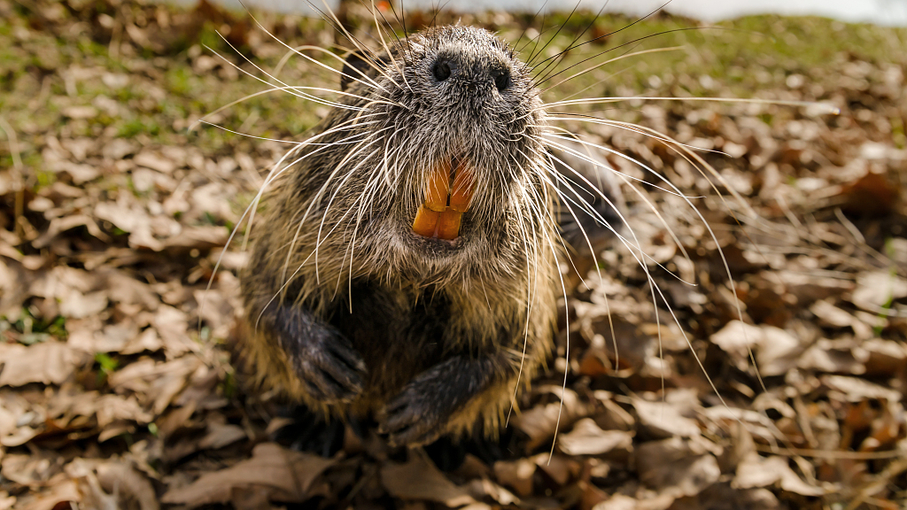 Muskrat Blank Template - Imgflip