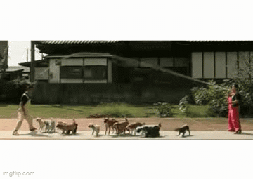 Dogs Skipping ! - Imgflip