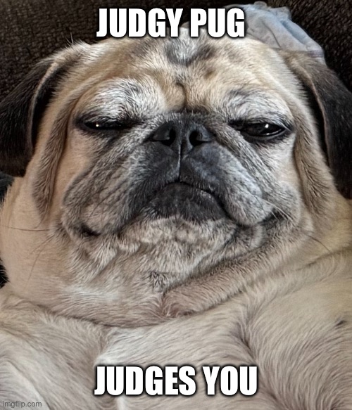 Judgy pug - Imgflip