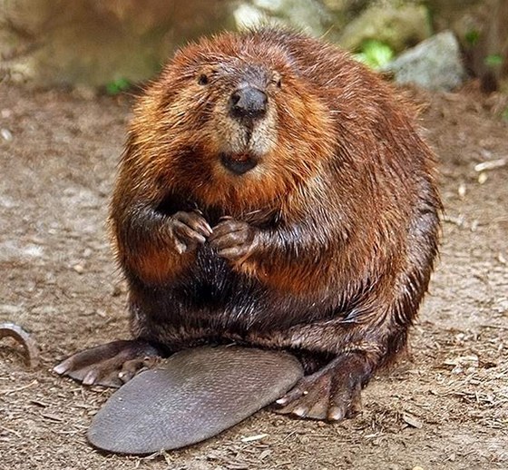 bober Blank Template - Imgflip