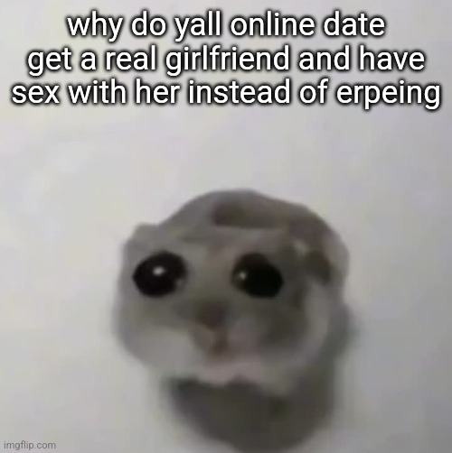 sad hamster - Imgflip