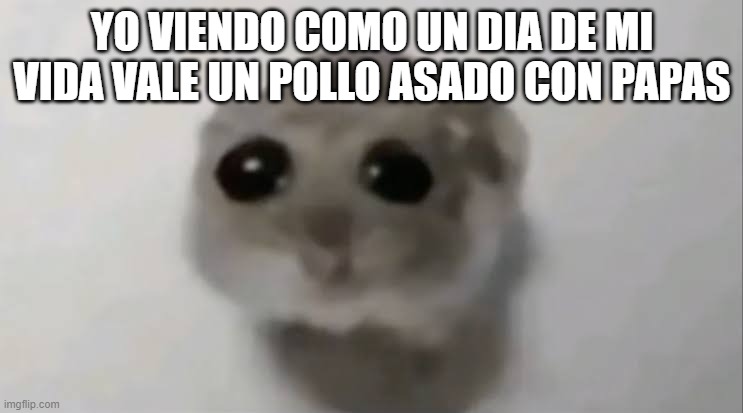 Sad Hamster - Imgflip