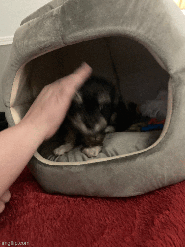 Every picture of my dog - Imgflip