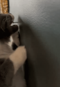 Carpenter Cat - Imgflip