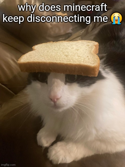 bread cat - Imgflip