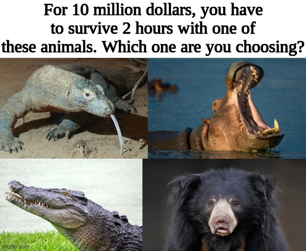 komodo dragon, hippo, saltwater crocodile, sloth bear - Imgflip