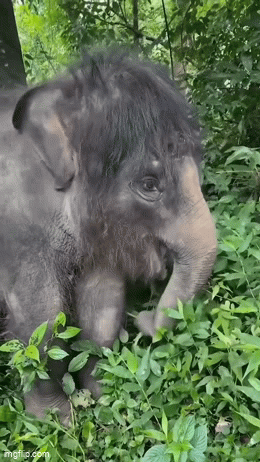 Baby Borneo Pygmy Elephant - Imgflip