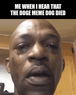 RIP Kabosu (I like dogs) - Imgflip