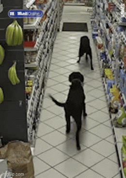 Bread Thief Caught On Camera ! - Imgflip