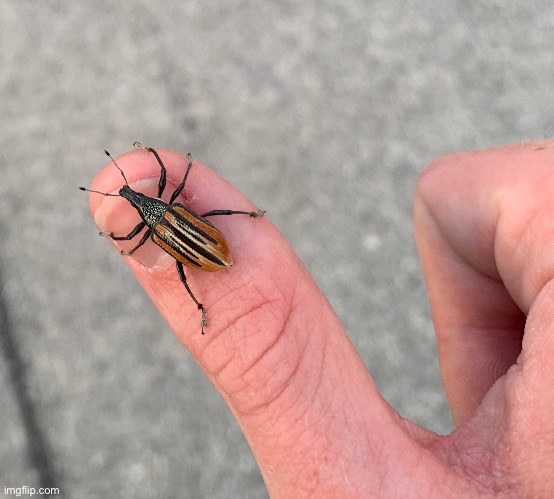Big weevil - Imgflip