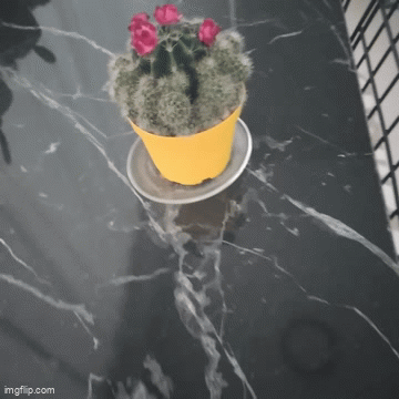 my fav cactus at home - Imgflip