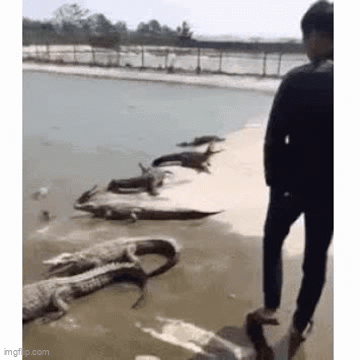 A Croc Thought He Was Saving A Croc ! - Imgflip
