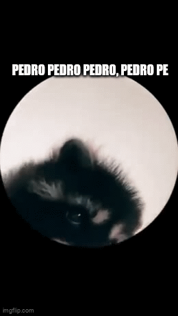 Pedro Pedro pedro - Imgflip