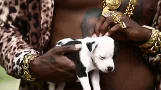 Trinidad James' Puppy - Imgflip