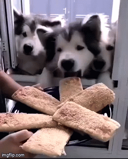 Image tagged in gifs,dogs - Imgflip