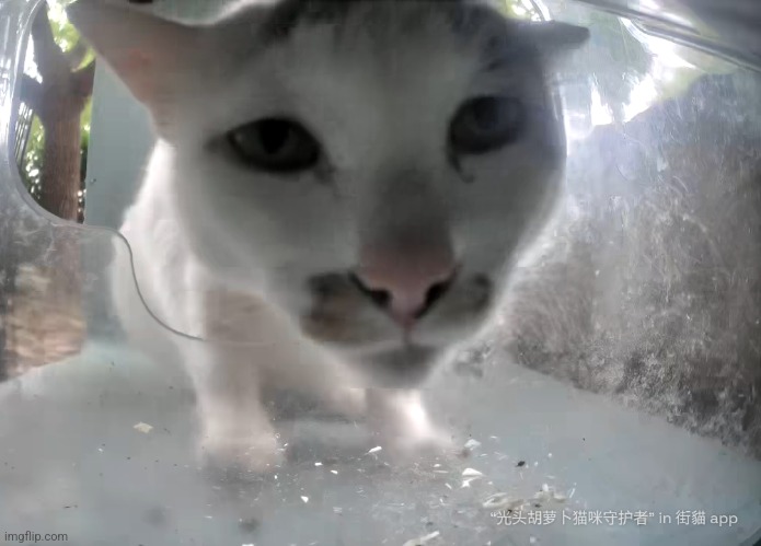 this cat done with shit - Imgflip