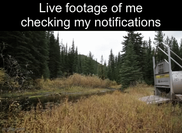 Bear attacks camera after release - Imgflip